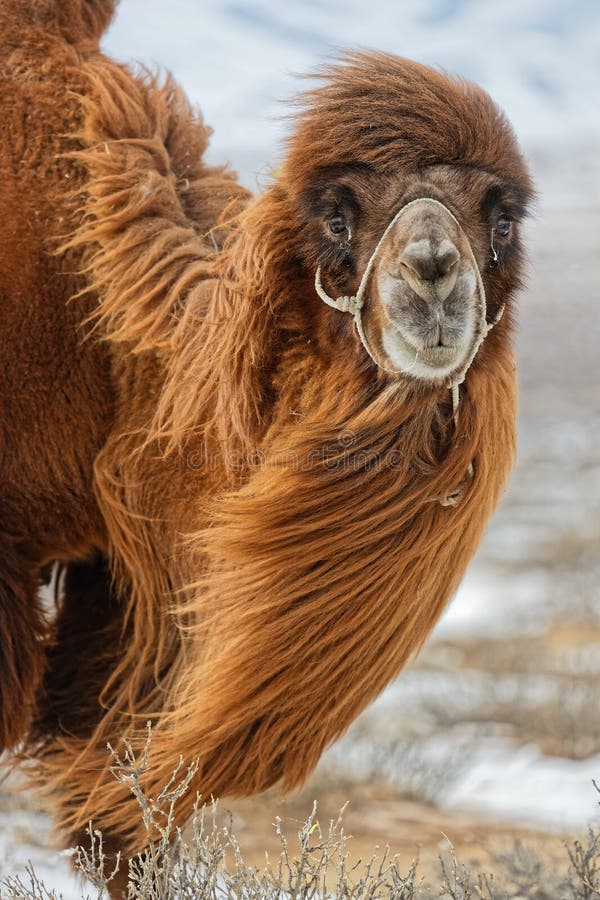 Bactrian Camel Looks at the Camera Stock Image - Image of snow, mini ...