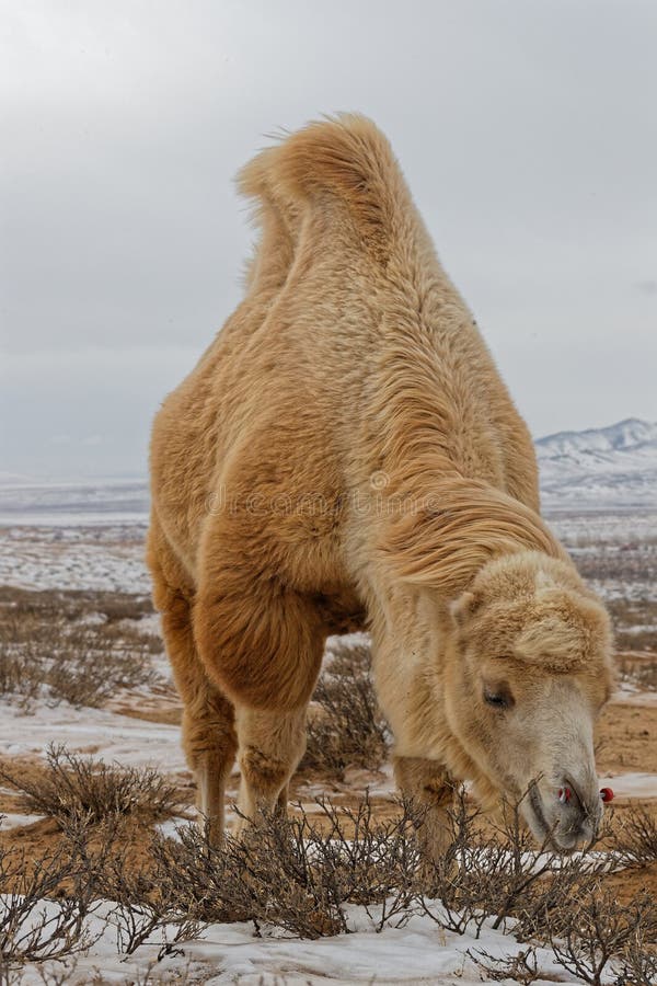 Bactrian Camel in the Snow of Desert with Moutains Stock Photo - Image ...