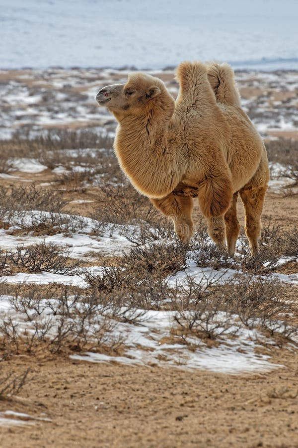 Bactrian Camel in the Snow of Desert with Moutains Stock Photo - Image ...