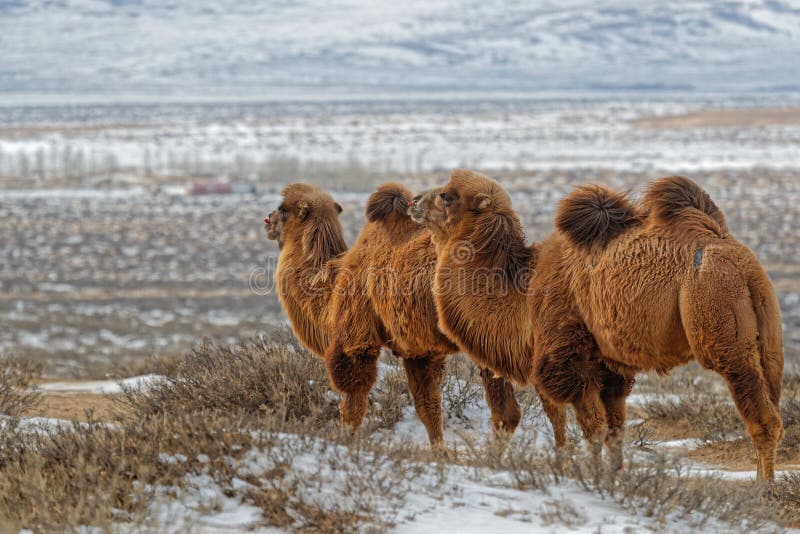 Bactrian Camel in the Snow of Desert with Moutains Stock Photo - Image ...