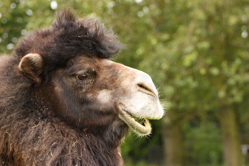Bactrian Camel stock photo. Image of smile, portrait - 11110038