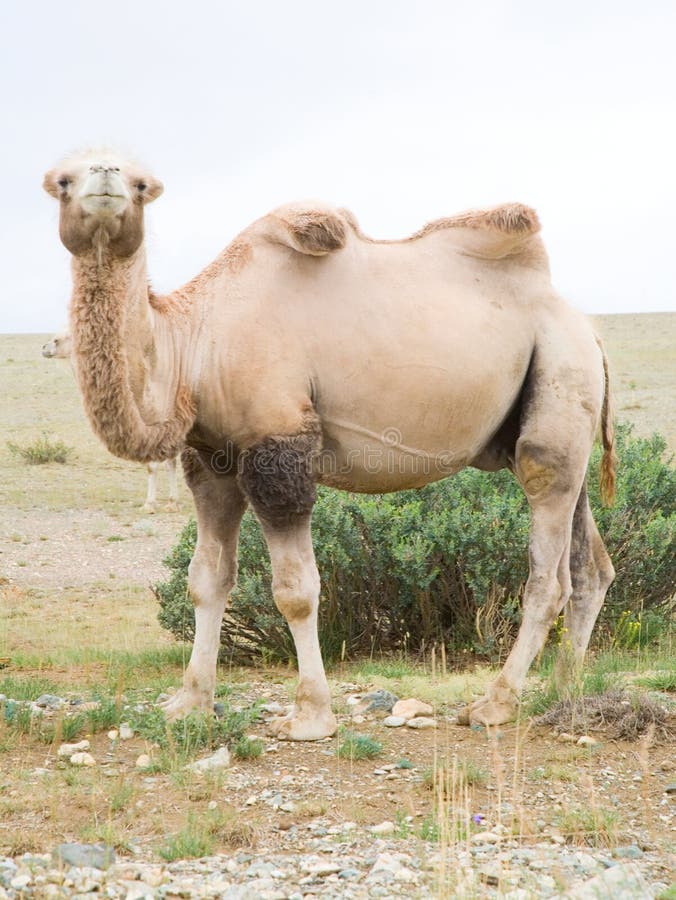 A Pair of Australian Wild Camels Stock Photo - Image of hump, northern ...