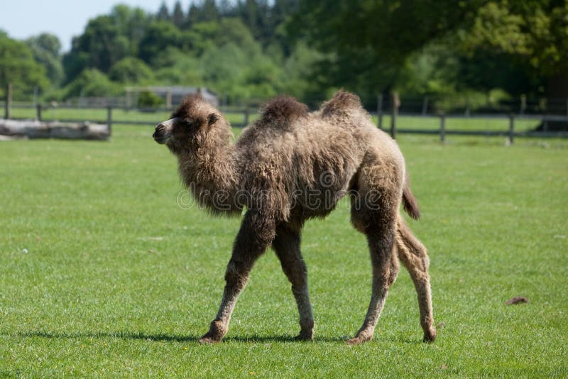Bactrian camel stock photo. Image of walking, camel, green - 14517048