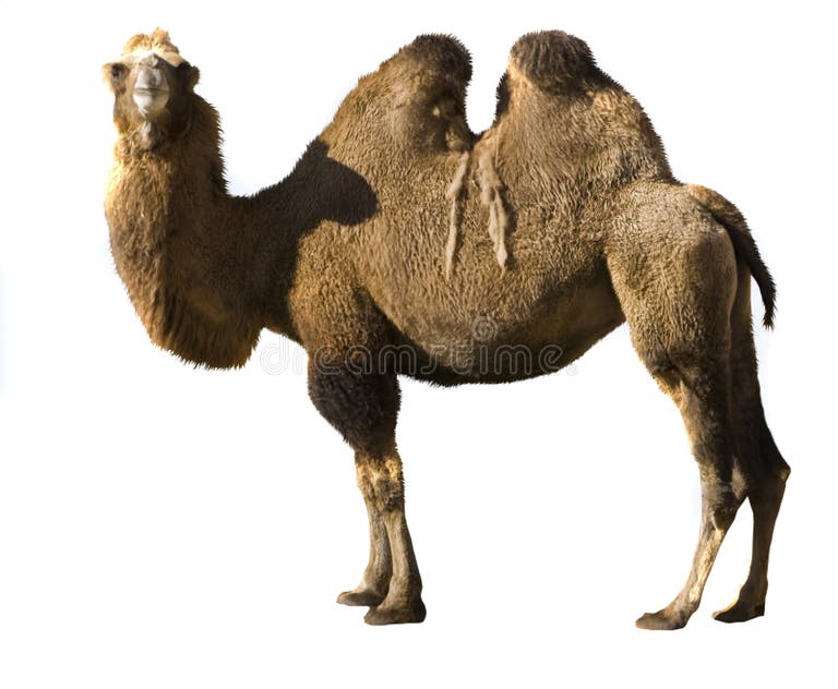 493 Bactrian Camel Isolated Stock Photos - Free & Royalty-Free Stock ...