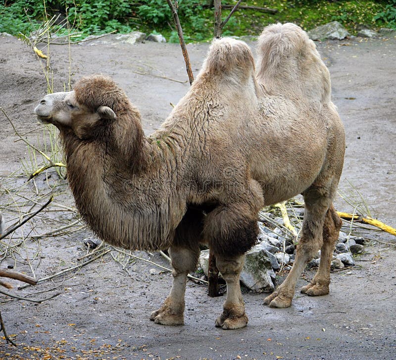 Bactrian camel stock image. Image of mouth, froth, foamy - 19006021