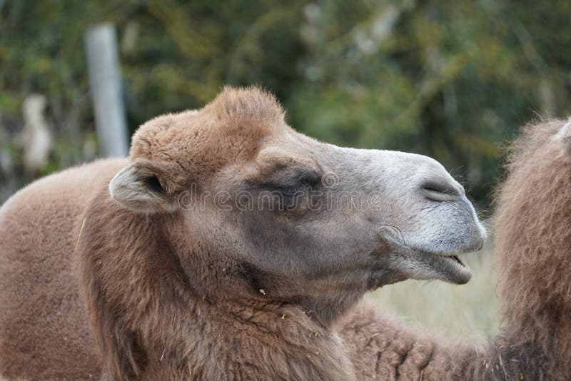 Bactrian Camel in the sun stock image. Image of mongolian - 256059001