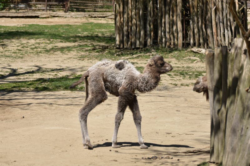 The Bactrian Camel Baby, Baby of Camelus Bactrianus, Camelus Ferus ...