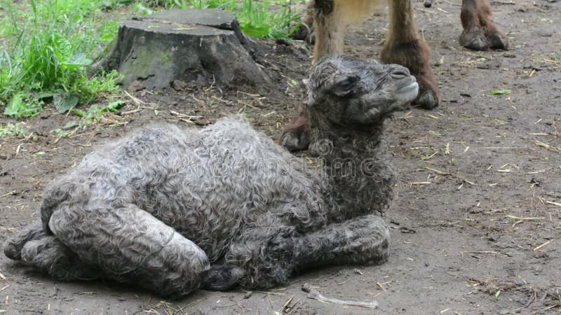 Newborn Bactrian Camel and Its Mother Soon after Birth Stock Footage ...