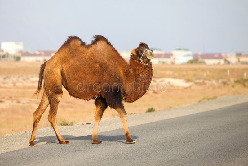 Bactrian camel stock image. Image of pass, farm, outdoors - 259543401