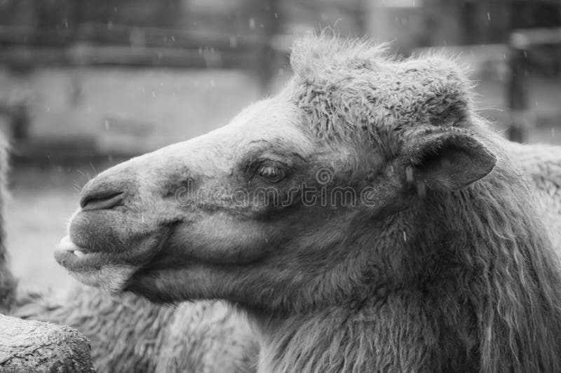 Bactrian camel stock image. Image of head, dromedary - 155300627