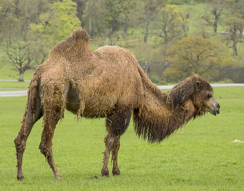 Bactrian camel stock photo. Image of nature, animal, brown - 40502362