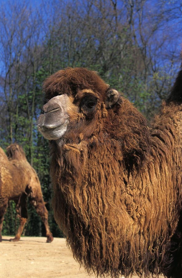 Bactrian Camel, Camelus Bactrianus, Young Laying on Grass Stock Image ... Bactrian Camel, Camelus Bactrianus, Young Laying on Grass Stock Image ...