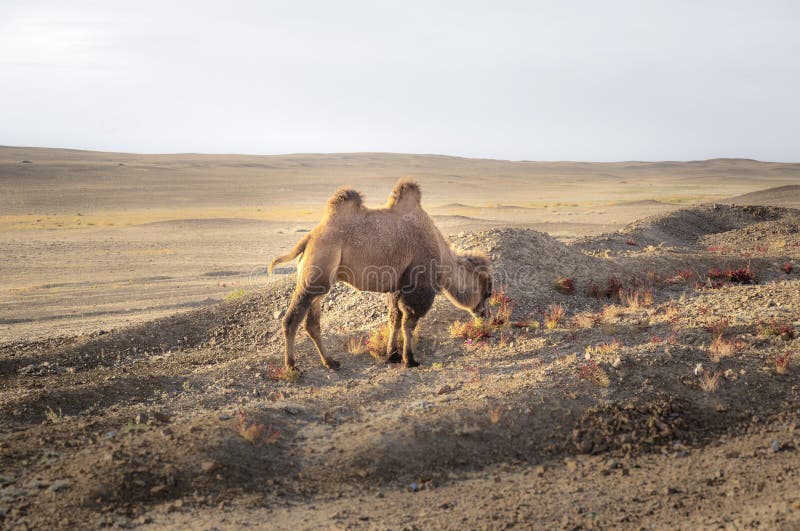 Bactrian Camel or Camelus Bactrianus. Stock Image - Image of cambodia ...