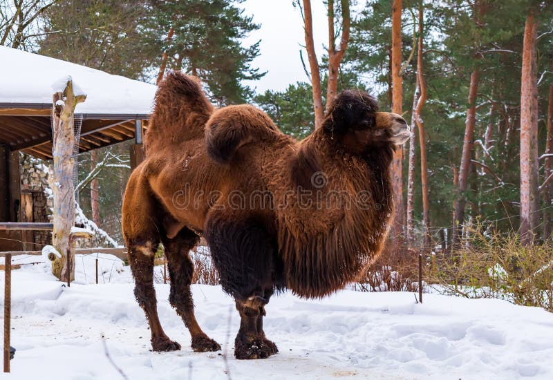 Bactrian Camel Camelus Bactrianus, Also Known As the Mongolian Camel or ...