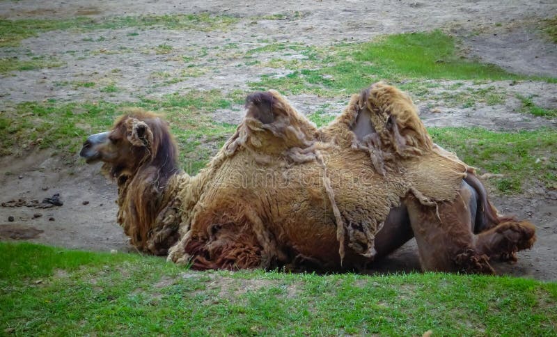 The Bactrian Camel (Camelus Bactrianus) the Animal Molts in Summer and ...