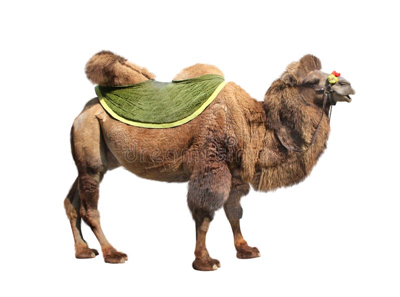 Bactrian Camel Camelus Bactrianus Stock Photo - Image of tourism, wild ...