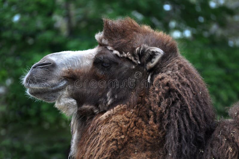 Bactrian Camel (Camelus Bactrianus) Stock Image - Image of bactrianus ...