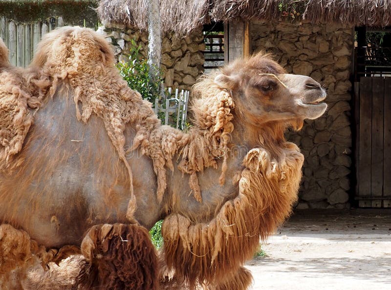 Bactrian Camel or Camelus Bactrianus Stock Photo - Image of shedding ...