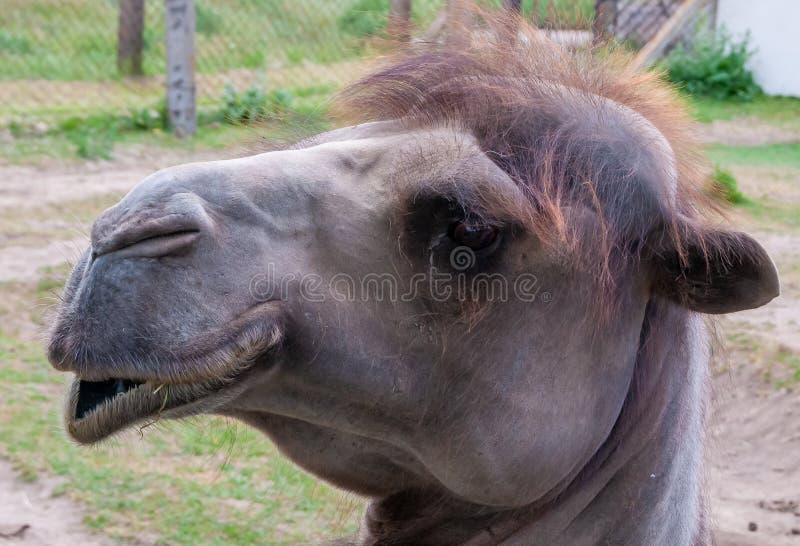 The Bactrian Camel (Camelus Bactrianus), Close-up of a Camel S Head ...