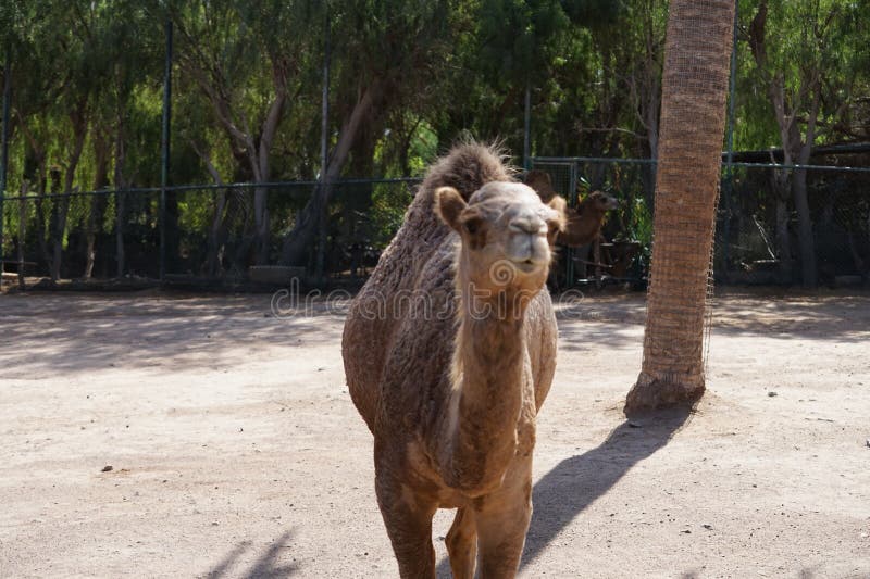 The Bactrian Camel Camelus Bactrianus and the Dromedary Camel Camelus ...