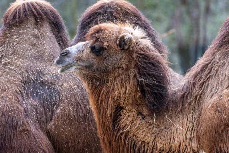 Bactrian Camel, Camelus Bactrianus in a German Park Stock Photo - Image ...