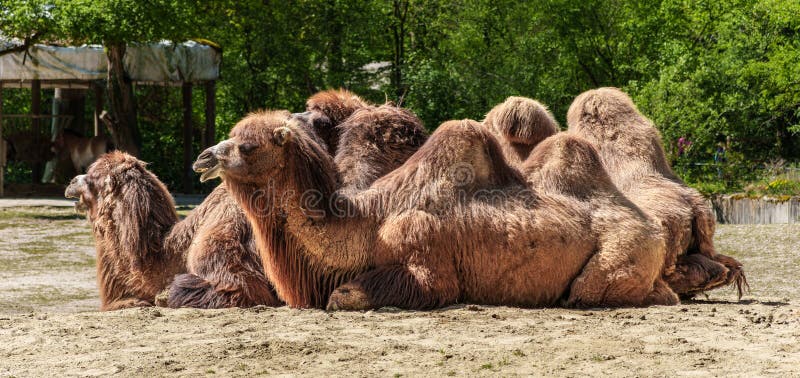 Bactrian Camel, Camelus Bactrianus in a German Park Stock Image - Image ...
