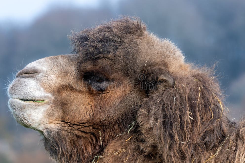 Bactrian Camel Camelus Bactrianus Stock Photo - Image of rural, natural ...