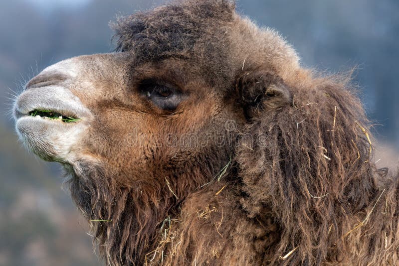 Bactrian Camel Camelus Bactrianus Stock Image - Image of side ...