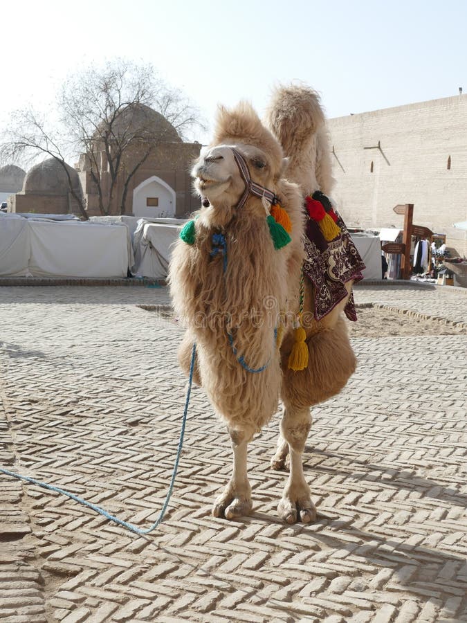 Bactrian Camel Camelus Bactrianus in Khiva, Uzbekistan Editorial Photo ...