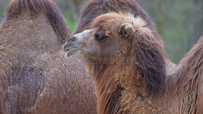 Bactrian Camel, Camelus Bactrianus is a Large, Even-toed Ungulate ...