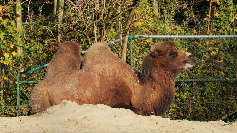 Bactrian Camel, Camelus Bactrianus is a Large, Even-toed Ungulate ...