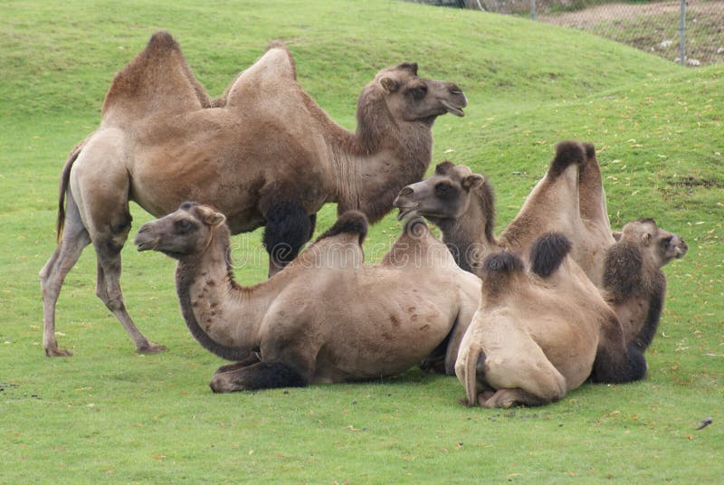 Bactrian Camel - Camelus Bactrianus Stock Photo - Image of living ...