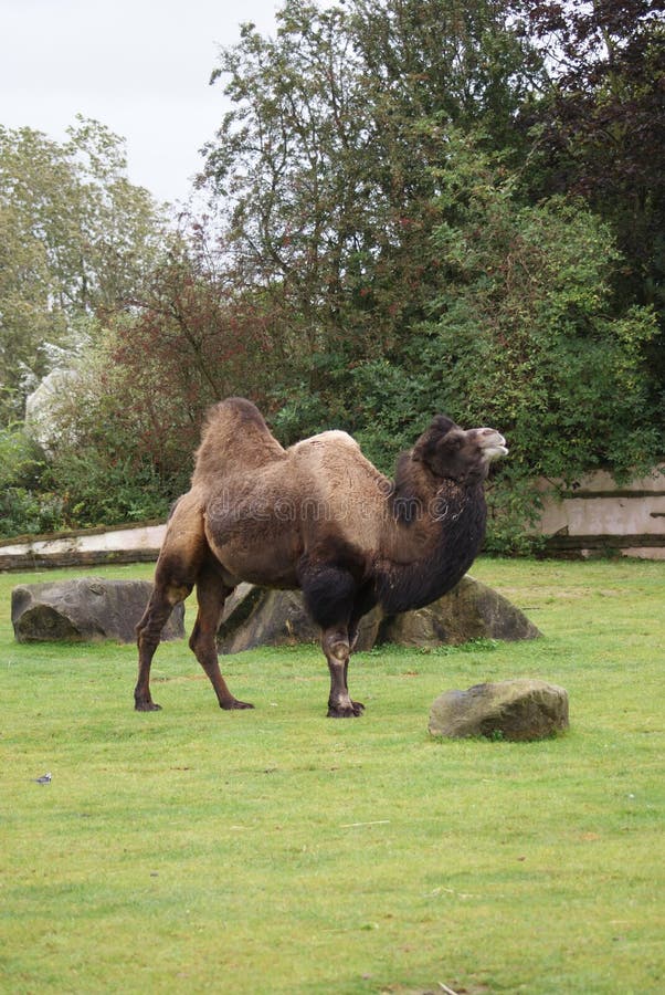 Bactrian Camel - Camelus Bactrianus Stock Photo - Image of camelidae ...