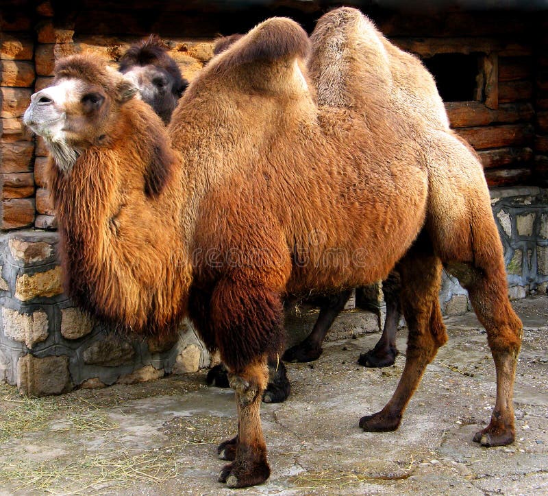 Bactrian Camel (Camelus Bactrianus) Stock Photo - Image of bactria ...