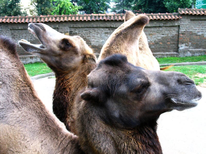 Bactrian Camel (Camelus Bactrianus) Stock Photo - Image of camelus ...