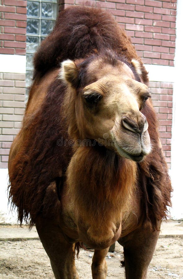 Bactrian Camel (Camelus Bactrianus) Stock Photo - Image of mongolian ...
