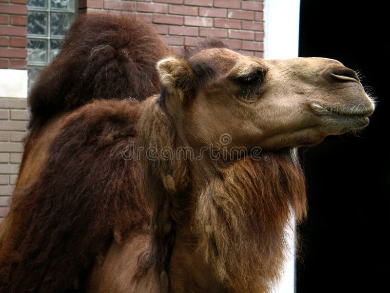 Bactrian Camel (Camelus Bactrianus) Stock Photo - Image of domestic ...