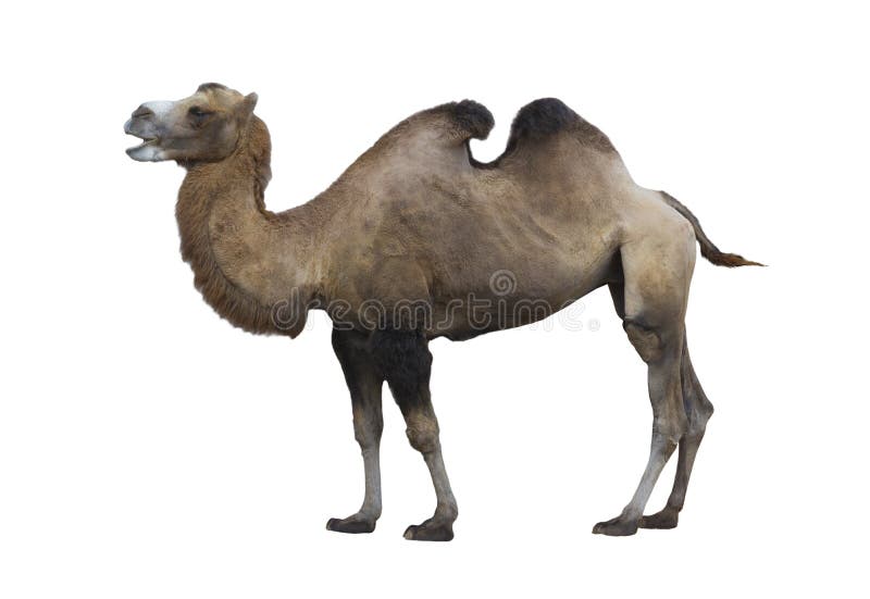 Bactrian Camel Camelus Bactrianus on White Background Stock Photo ...