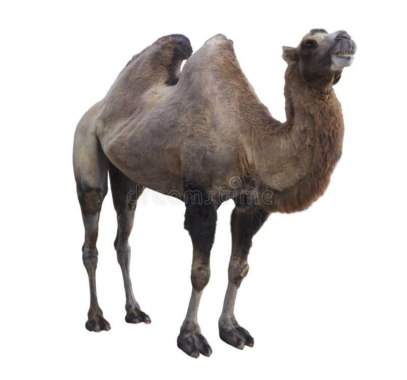 3,736 Camel White Background Photos - Free & Royalty-Free Stock Photos ...