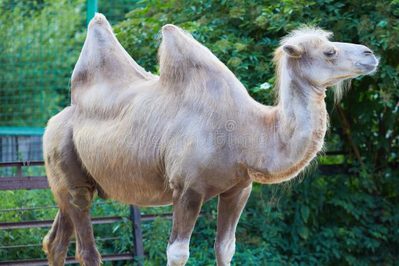 The Bactrian Camel Camelus Bactrianus Stock Image - Image of camel ...