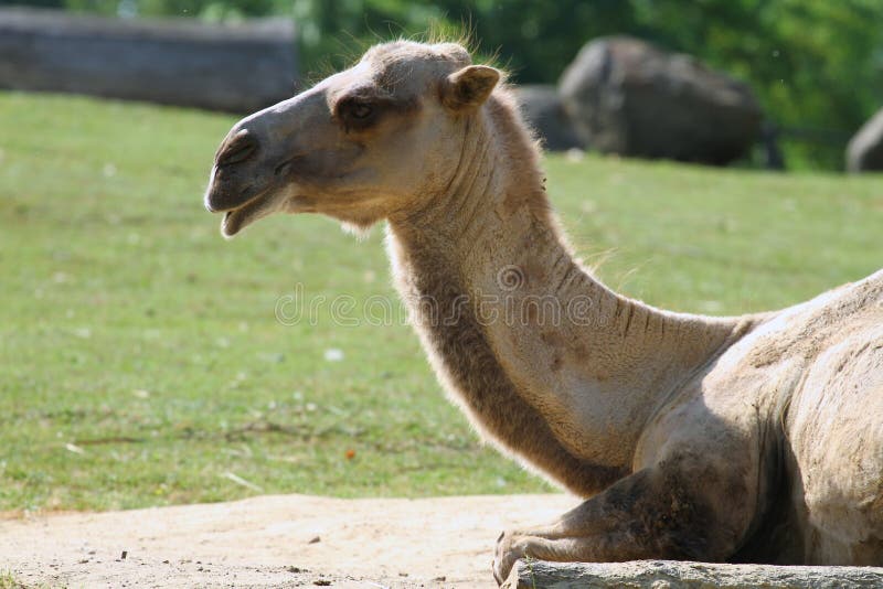 Bactrian Camel-Camelus Ferus, Bactrianus Stock Image - Image of resting ...
