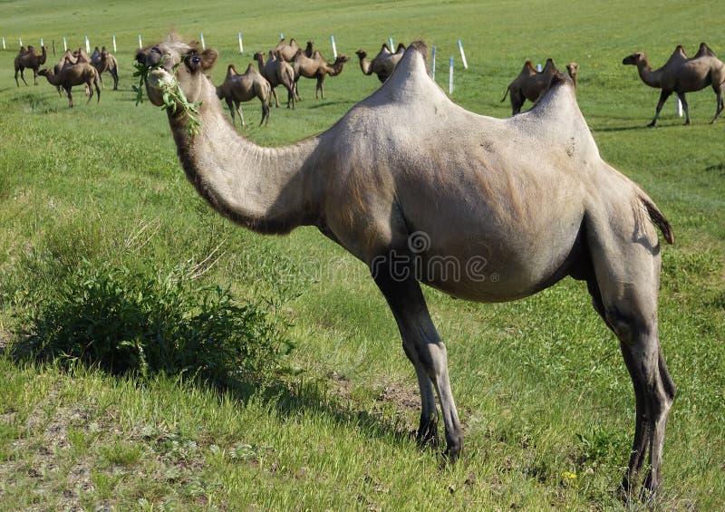 Bactrian Camel stock photo. Image of mammal, farming - 96860286