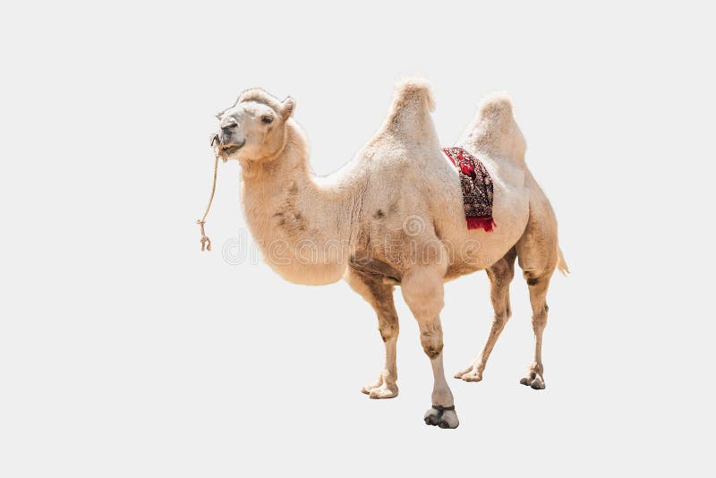 White Backgroundcamelus Stock Photos - Free & Royalty-Free Stock Photos ...
