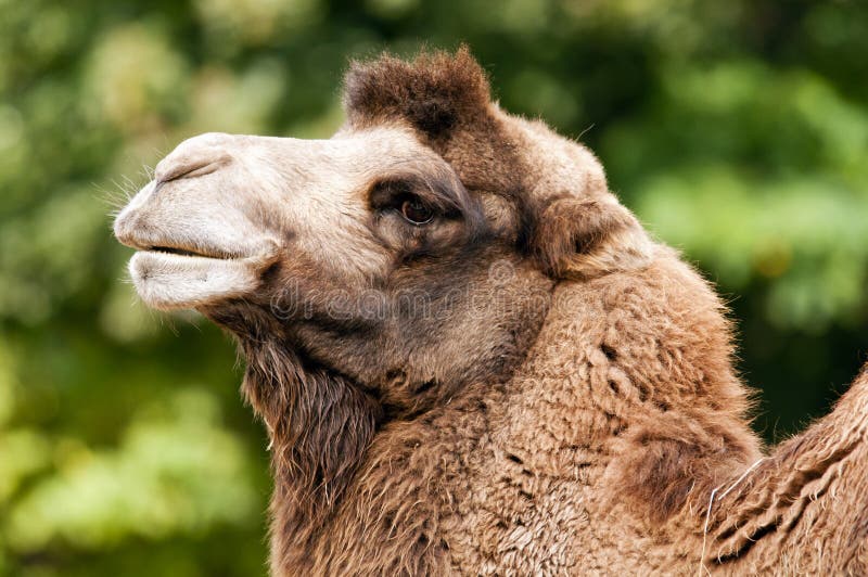 Bactrian camel stock image. Image of bactrian, steppe - 28976053