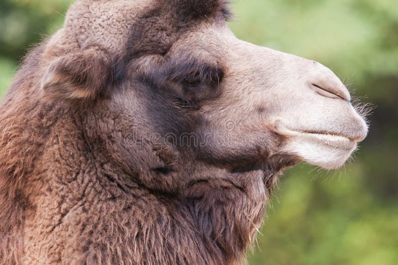 Bactrian camel stock image. Image of profile, camel, closeup - 49206677