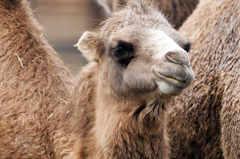 Bactrian camel stock photo. Image of animal, hair, face - 44795014