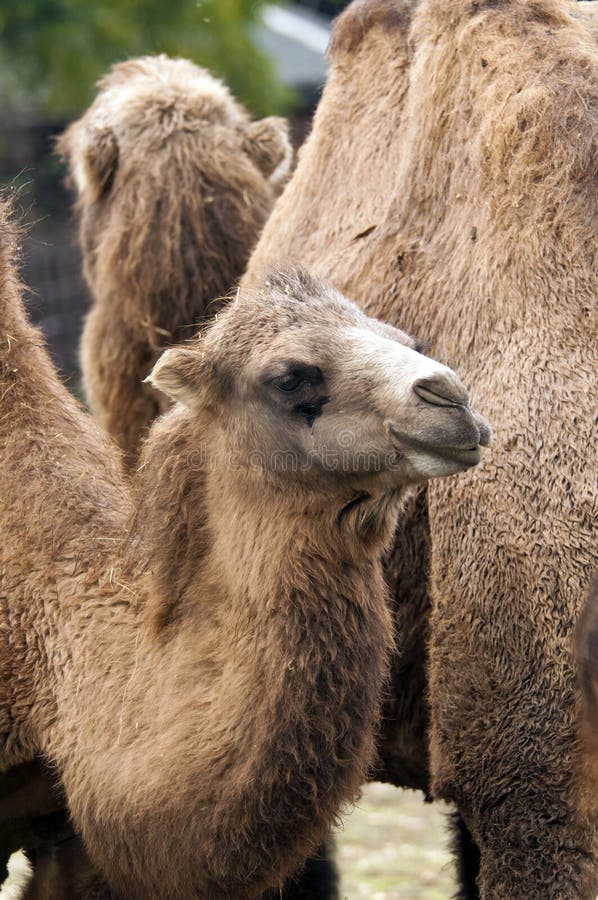 Bactrian camel stock image. Image of closeup, mammal - 45601865