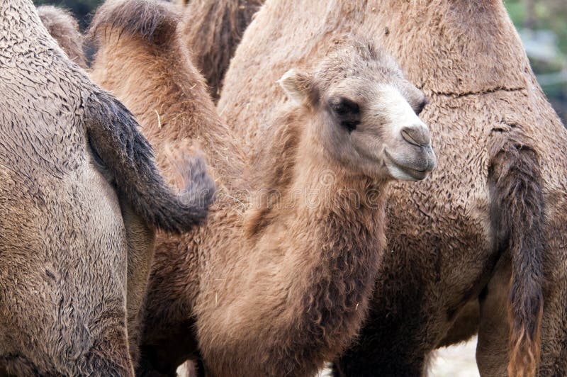 Bactrian camel stock image. Image of bactrian, steppe - 28976053