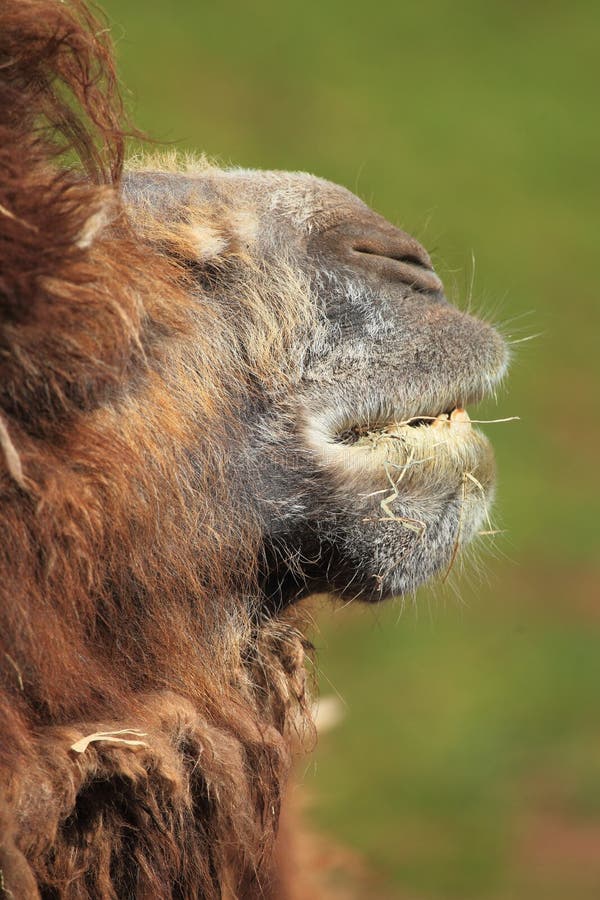 Bactrian Camel, Camelus Bactrianus in a German Zoo Stock Photo - Image ...
