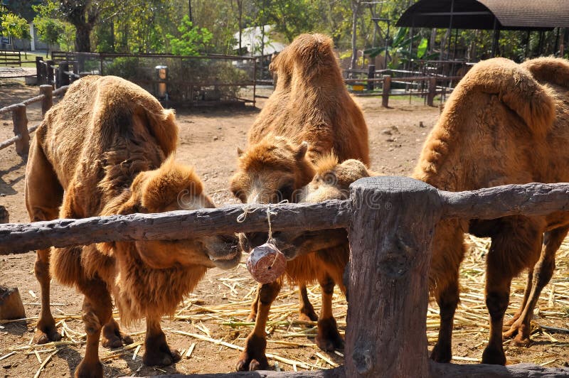 Bactrian camel eating stock image. Image of hairy, culture - 28981977